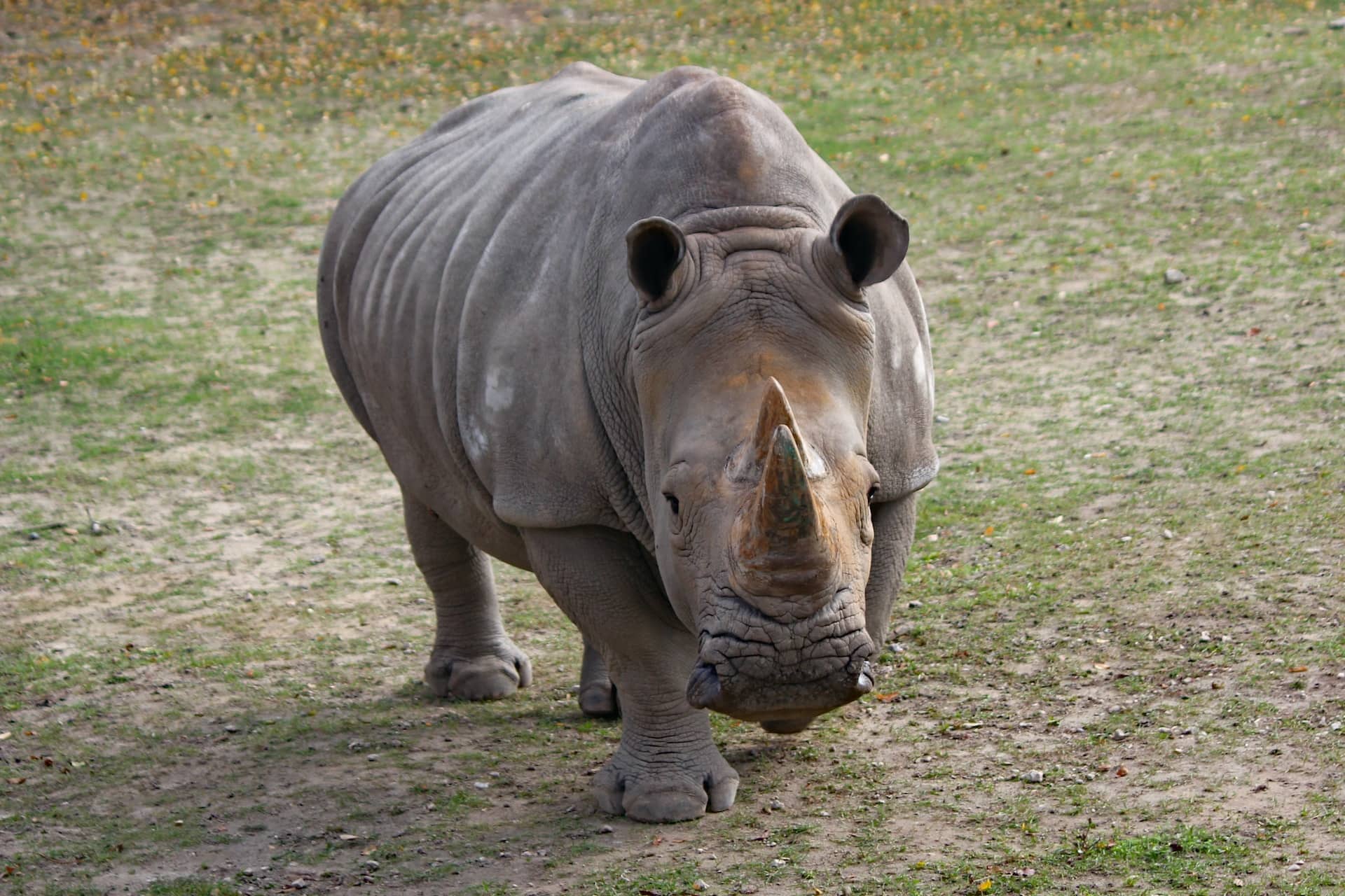 Ziwa Rhino Sanctuary Visitor Guide - EA Travel Hub