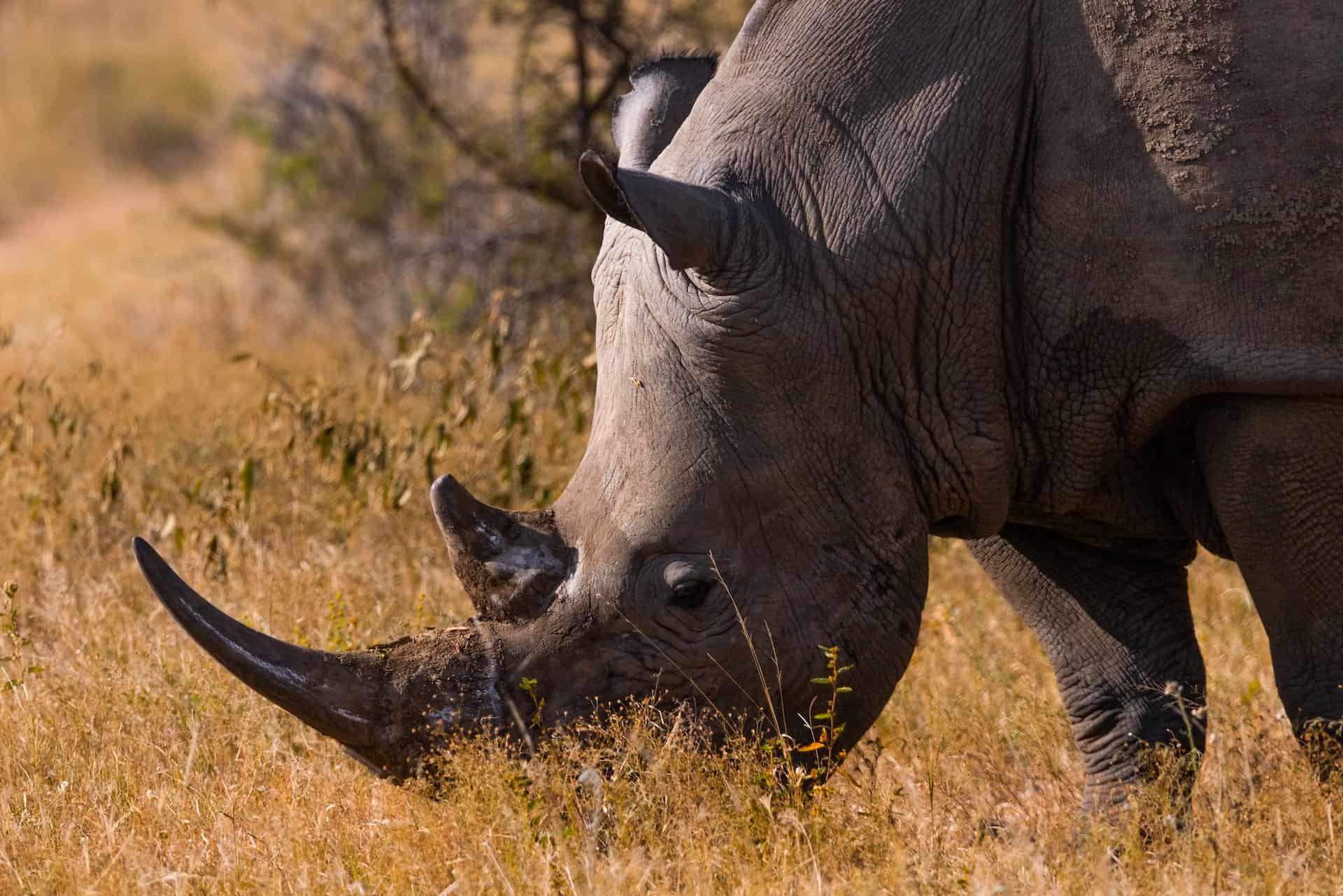 Ziwa Rhino Sanctuary Visitor Guide - EA Travel Hub